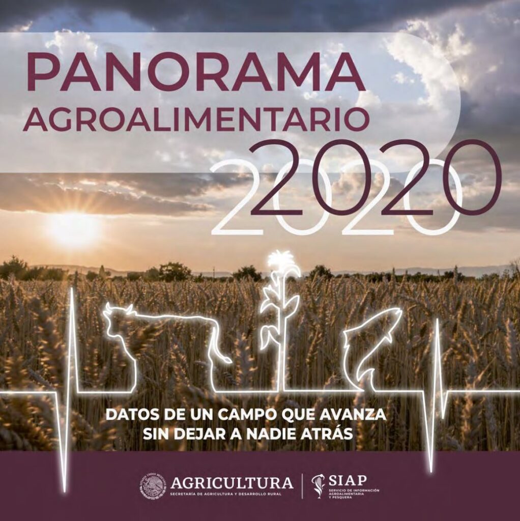 Infografía – Agave Tequilero 2020 – Fidesur